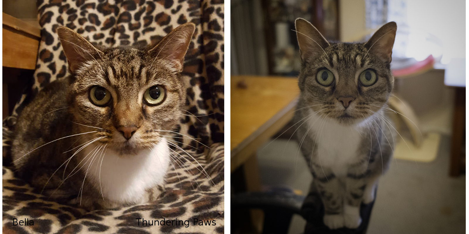 Bella, a Special Cat