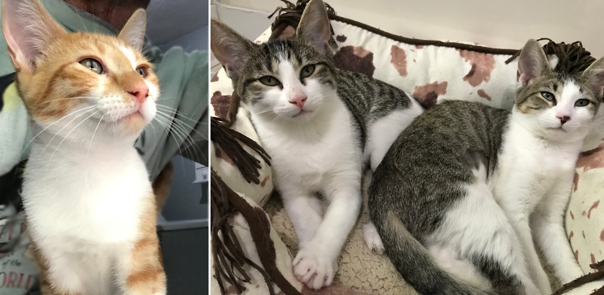 Adoption events November 8, 9, 10