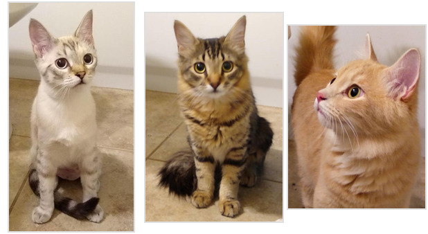 Mandarin, Tiger, and Whitey