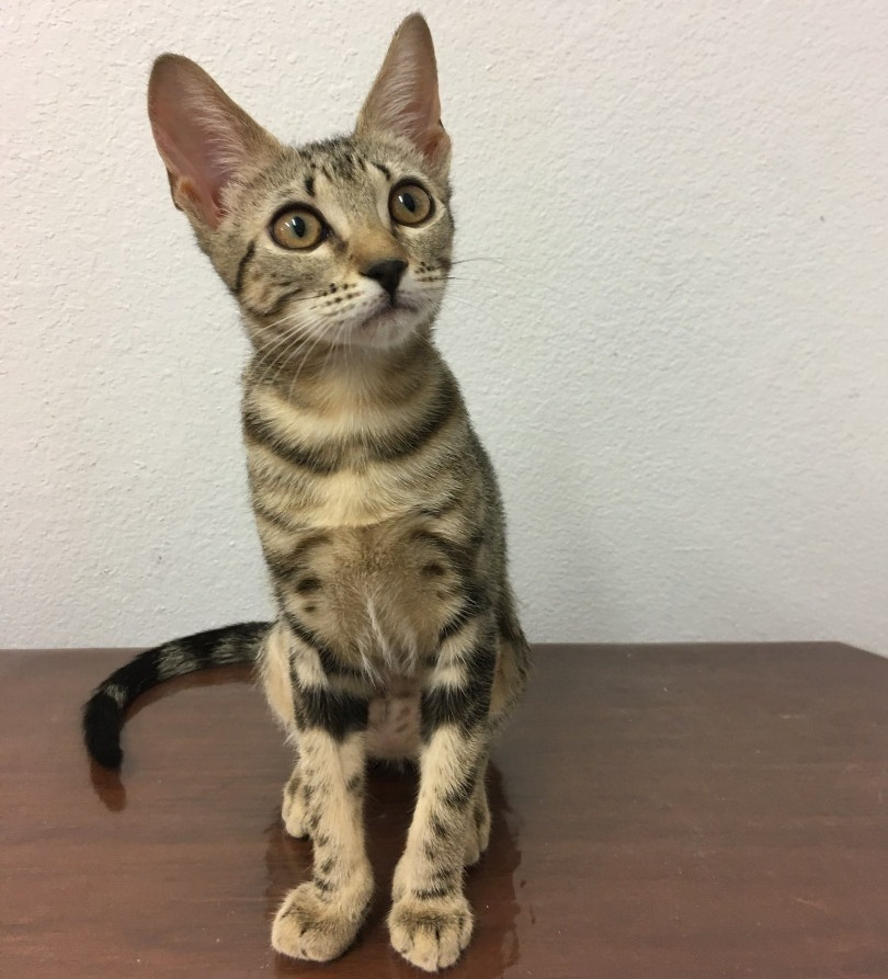 Meet Pi! – ADOPTED