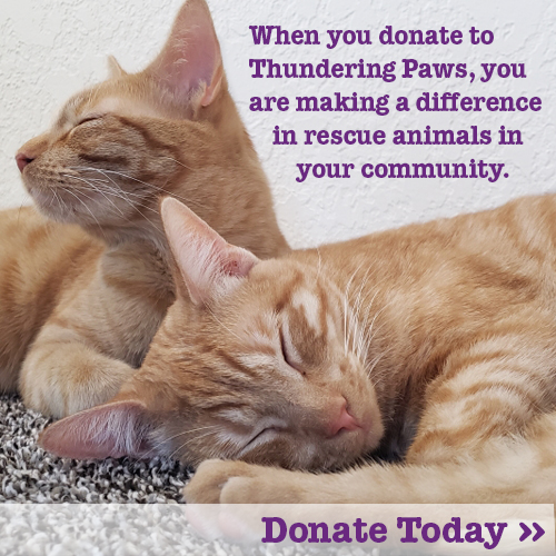 Thundering Paws